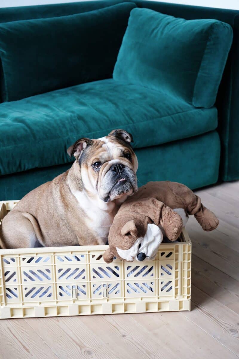 Clothes Line Danpoo Retractable Indoor/Outdoor, Double Clotheslines ...